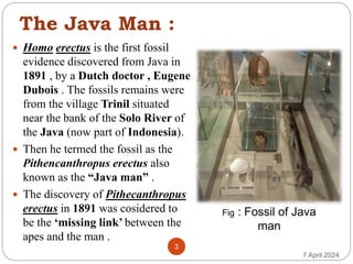 Homo erectus( the upright man), Manipur university | PPTX