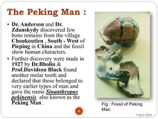 Homo erectus( the upright man), Manipur university | PPTX