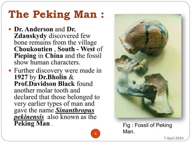 Homo erectus( the upright man), Manipur university | PPTX | Geology ...