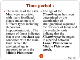 Homo erectus( the upright man), Manipur university | PPTX