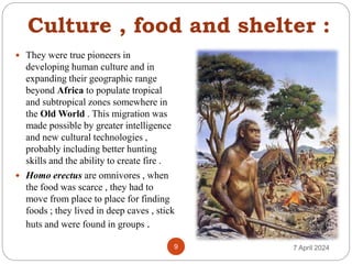 Homo erectus( the upright man), Manipur university | PPTX