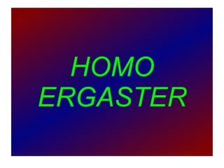 Homo ergaster | PPT