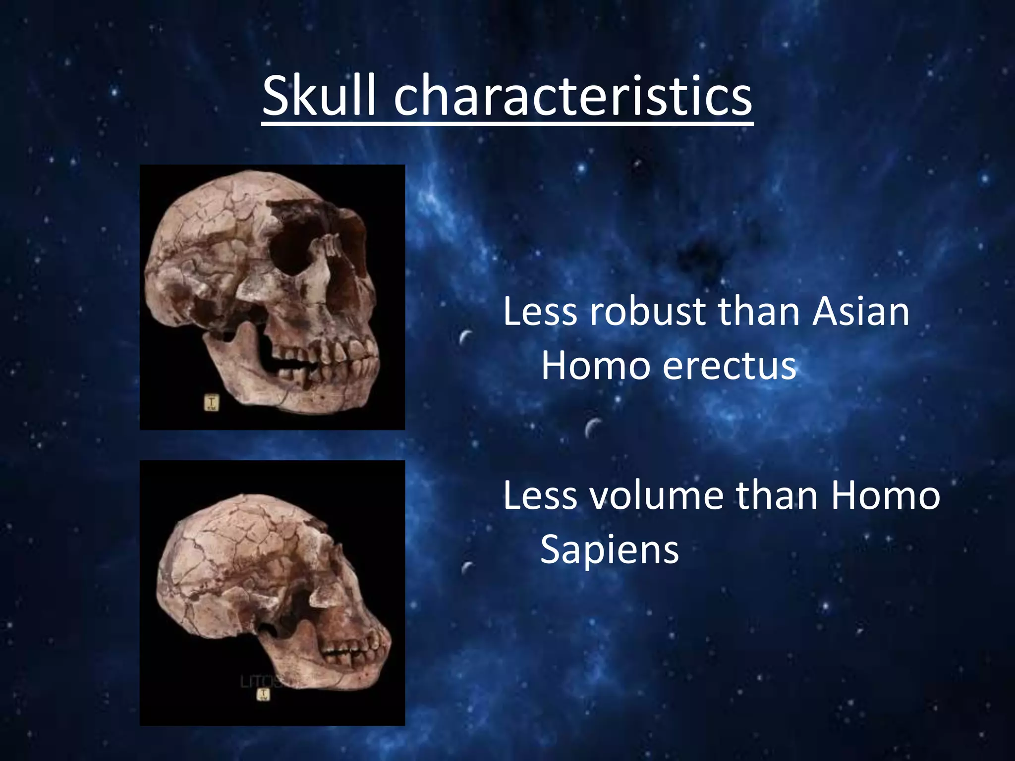 Homo ergaster | PPTX