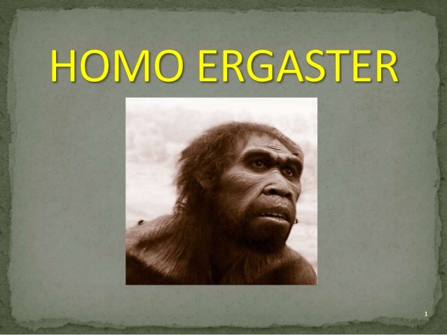 Homo ergaster