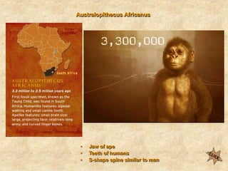 Homo evolution | PPT