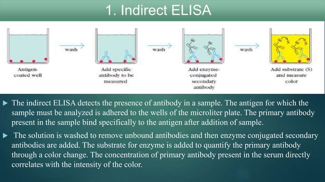 Homogeneous and heterogeneous immunoassay | PPTX | Infectious Diseases ...