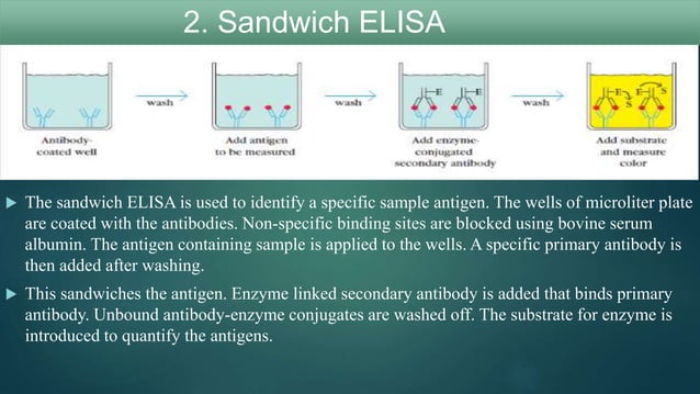 Homogeneous and heterogeneous immunoassay | PPTX | Infectious Diseases ...