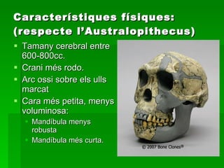 Homo habilis (A) | PPT