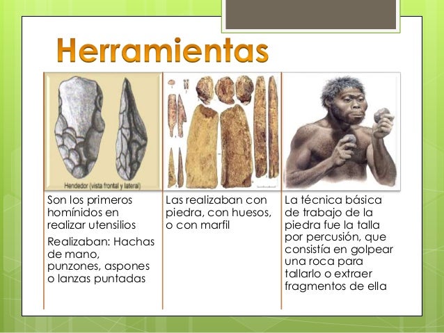 Homo habilis
