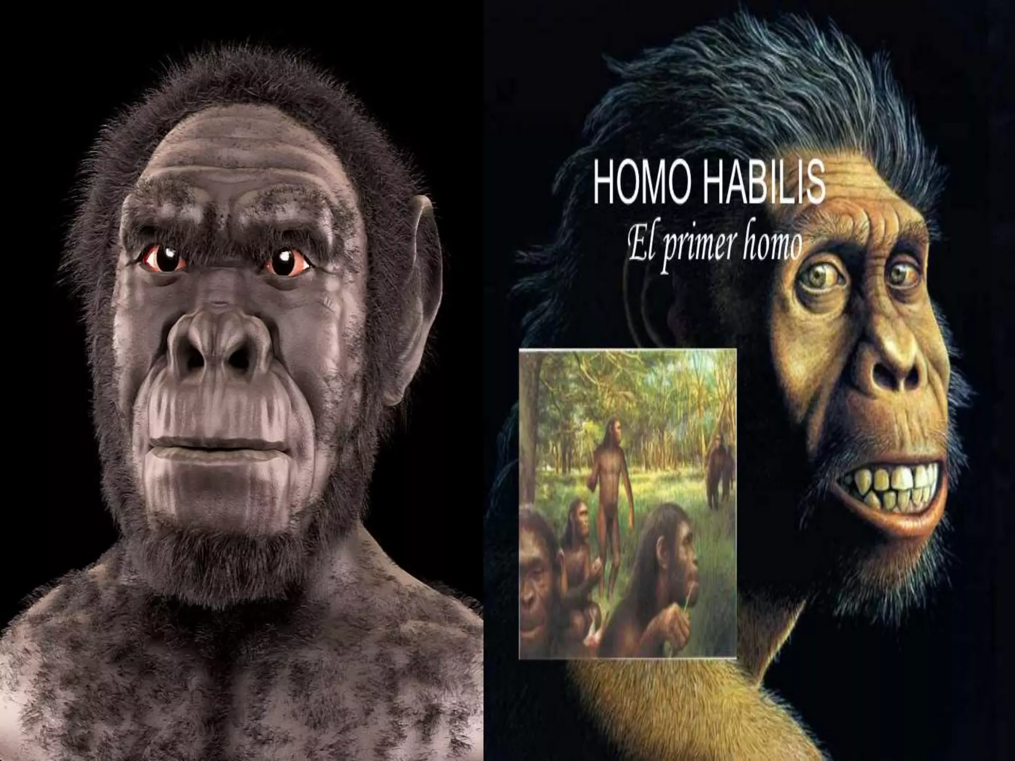 Homo Habilis | PPTX