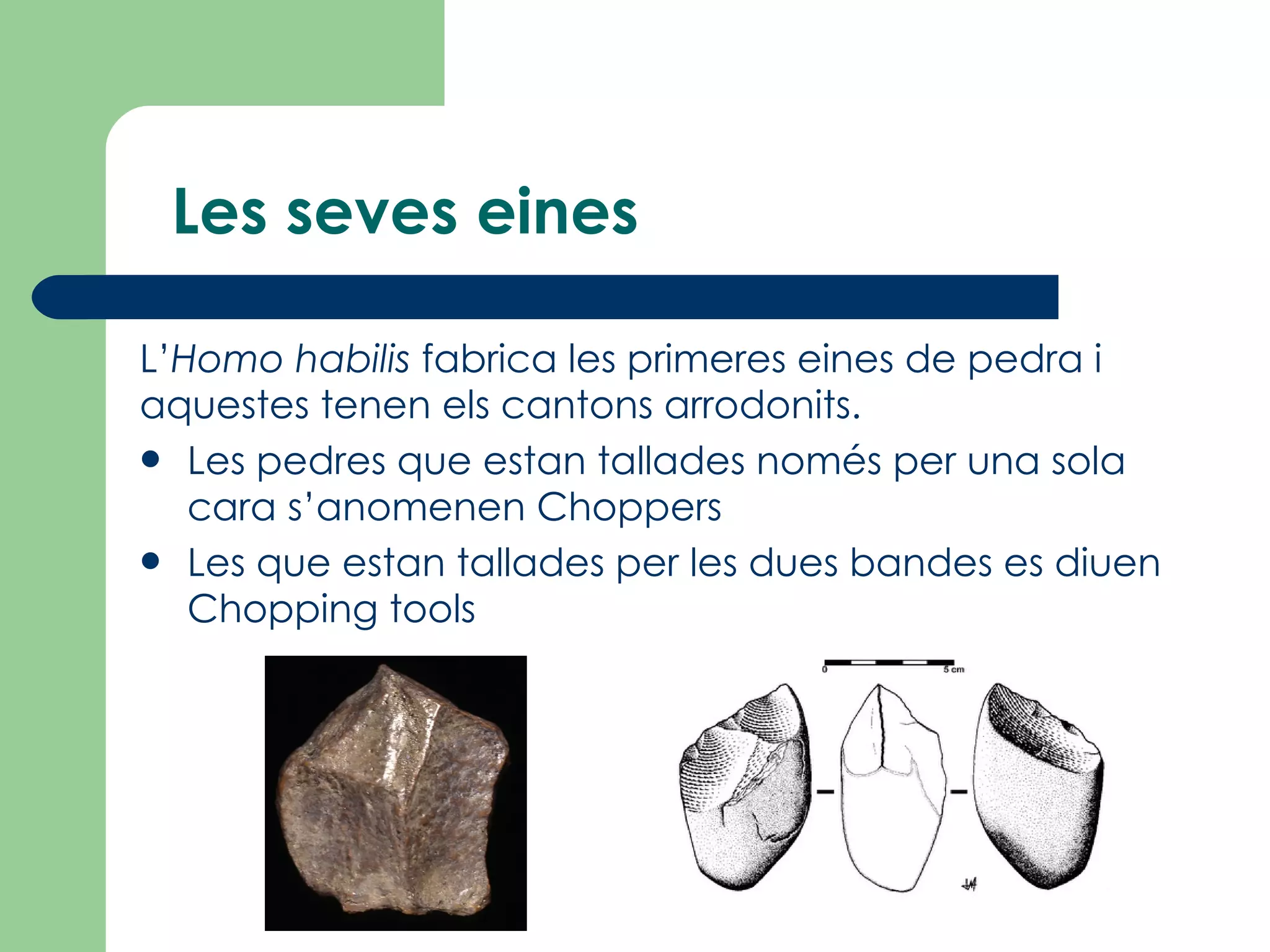Homo habilis(B) | PPT