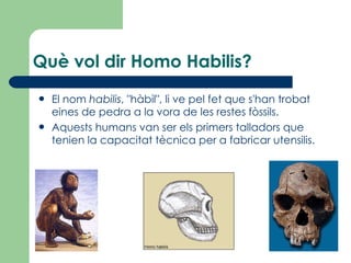 Homo habilis(B) | PPT