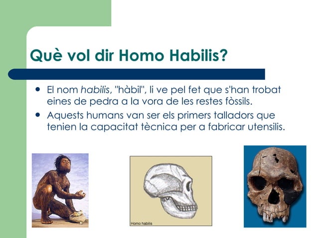 Homo habilis(B) | PPT
