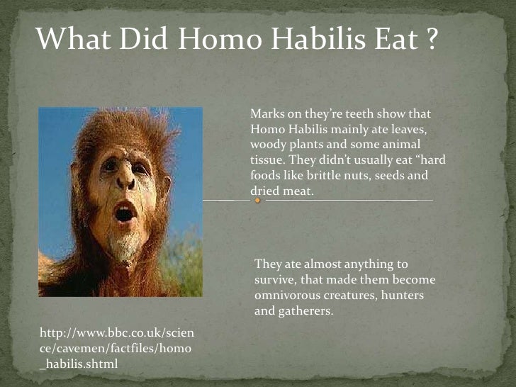 Homo habilis presentation