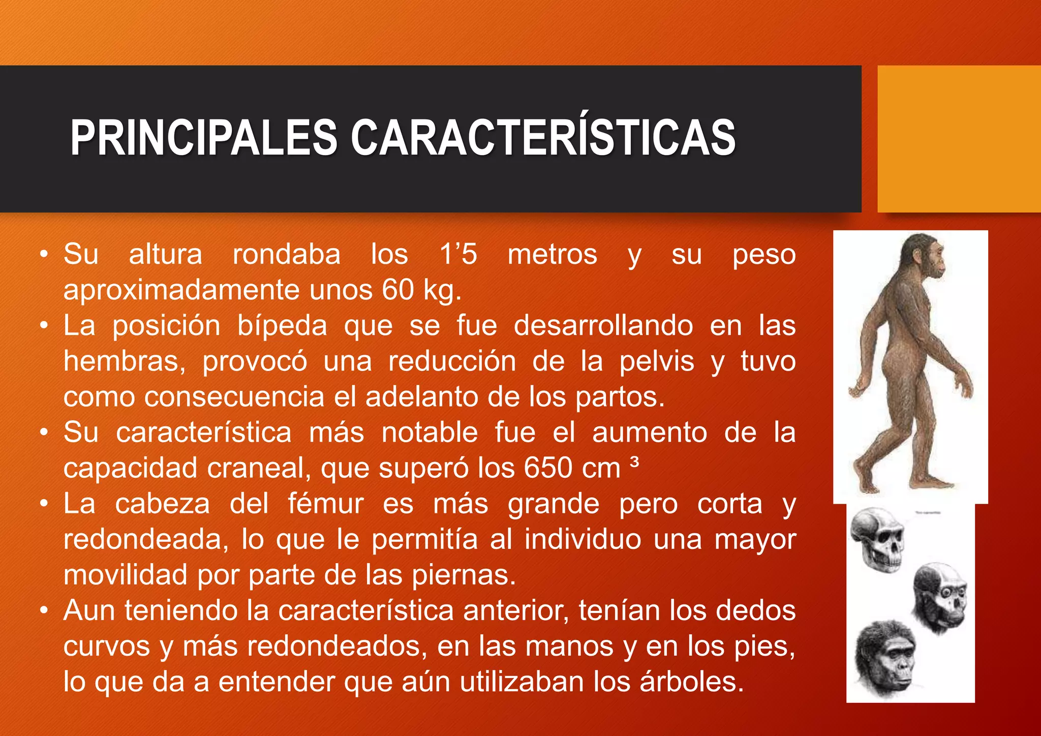 HOMO HABILIS Y ERECTUS.pptx