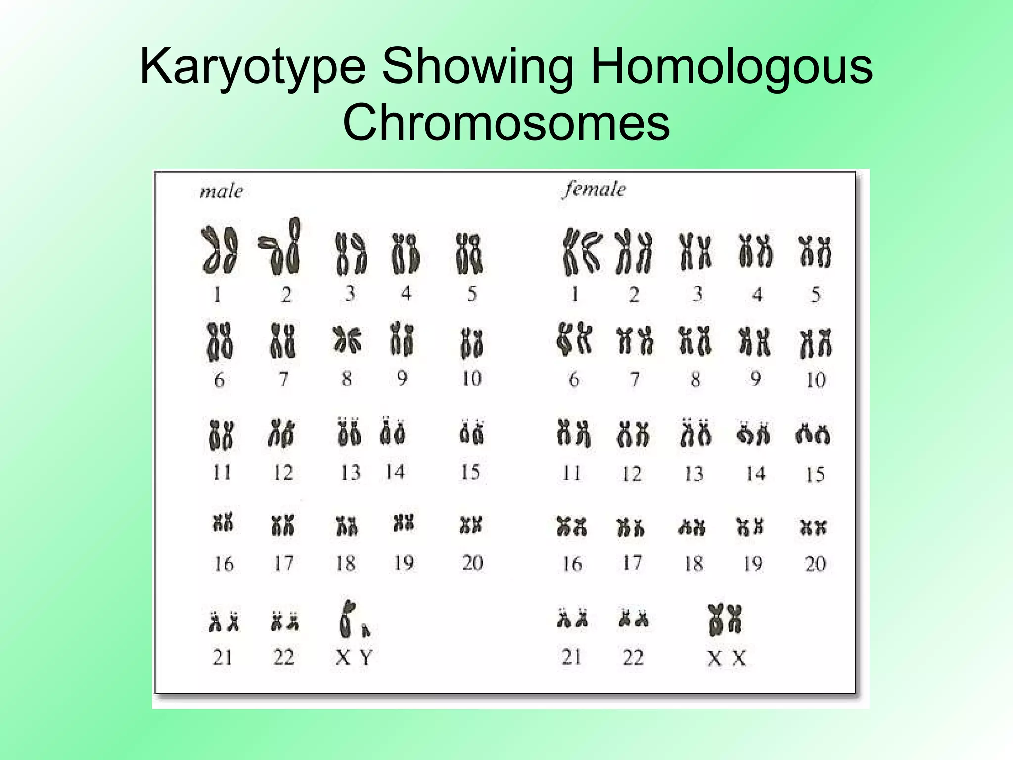 Homologous chromosomes | PPT