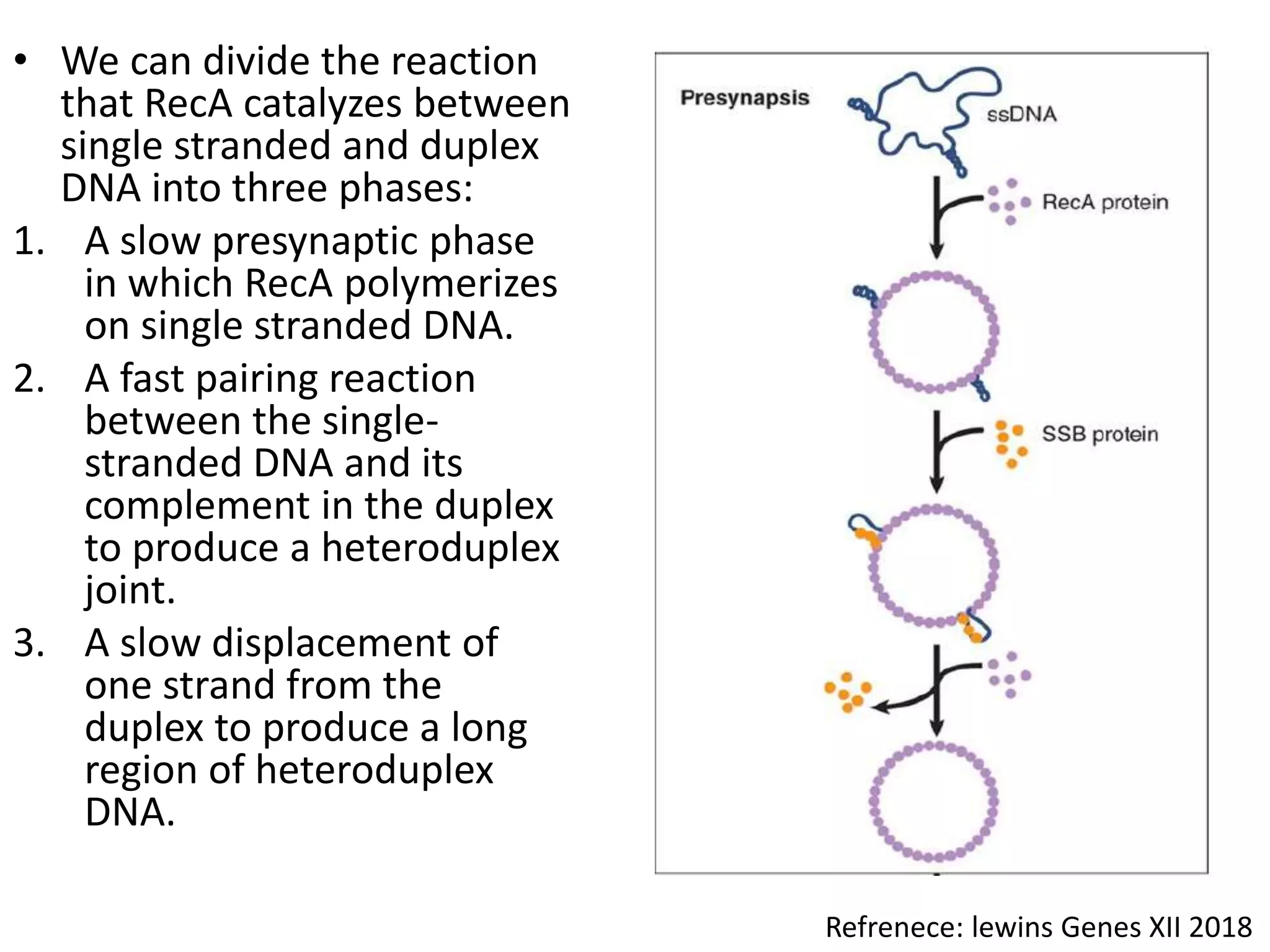 Homologous recombination | PPTX