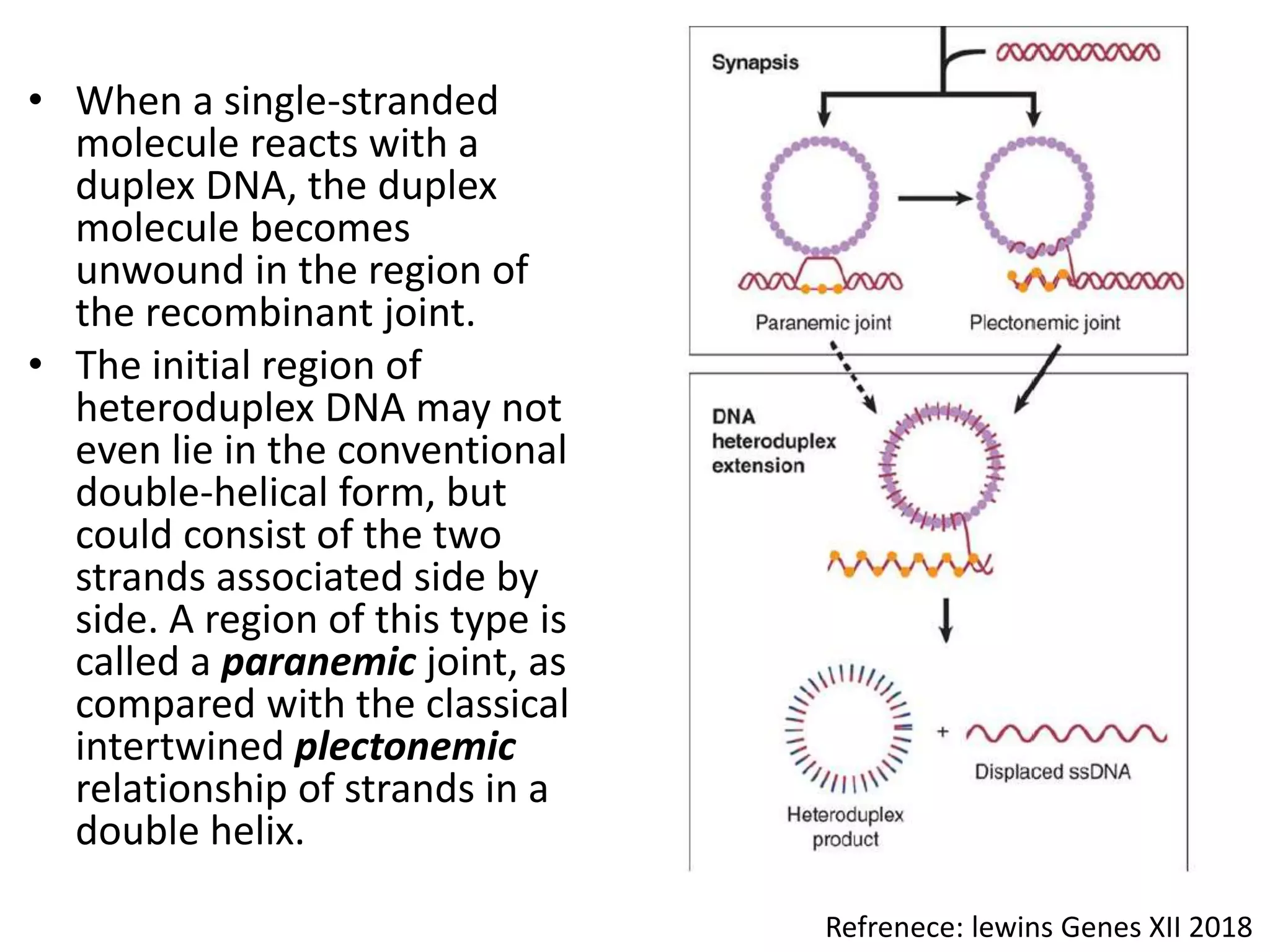 Homologous recombination | PPTX