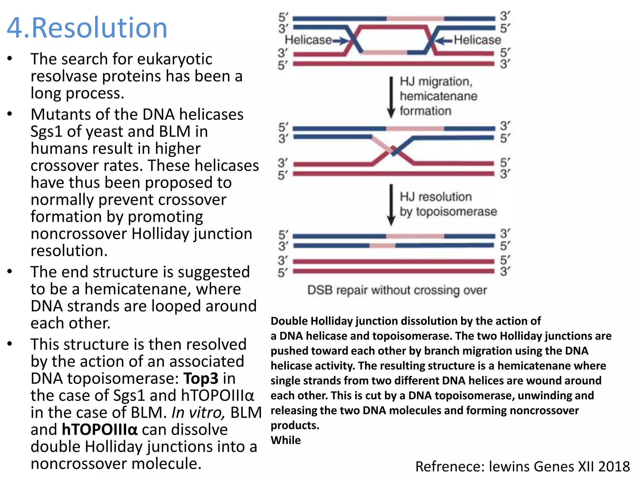 Homologous recombination | PPTX