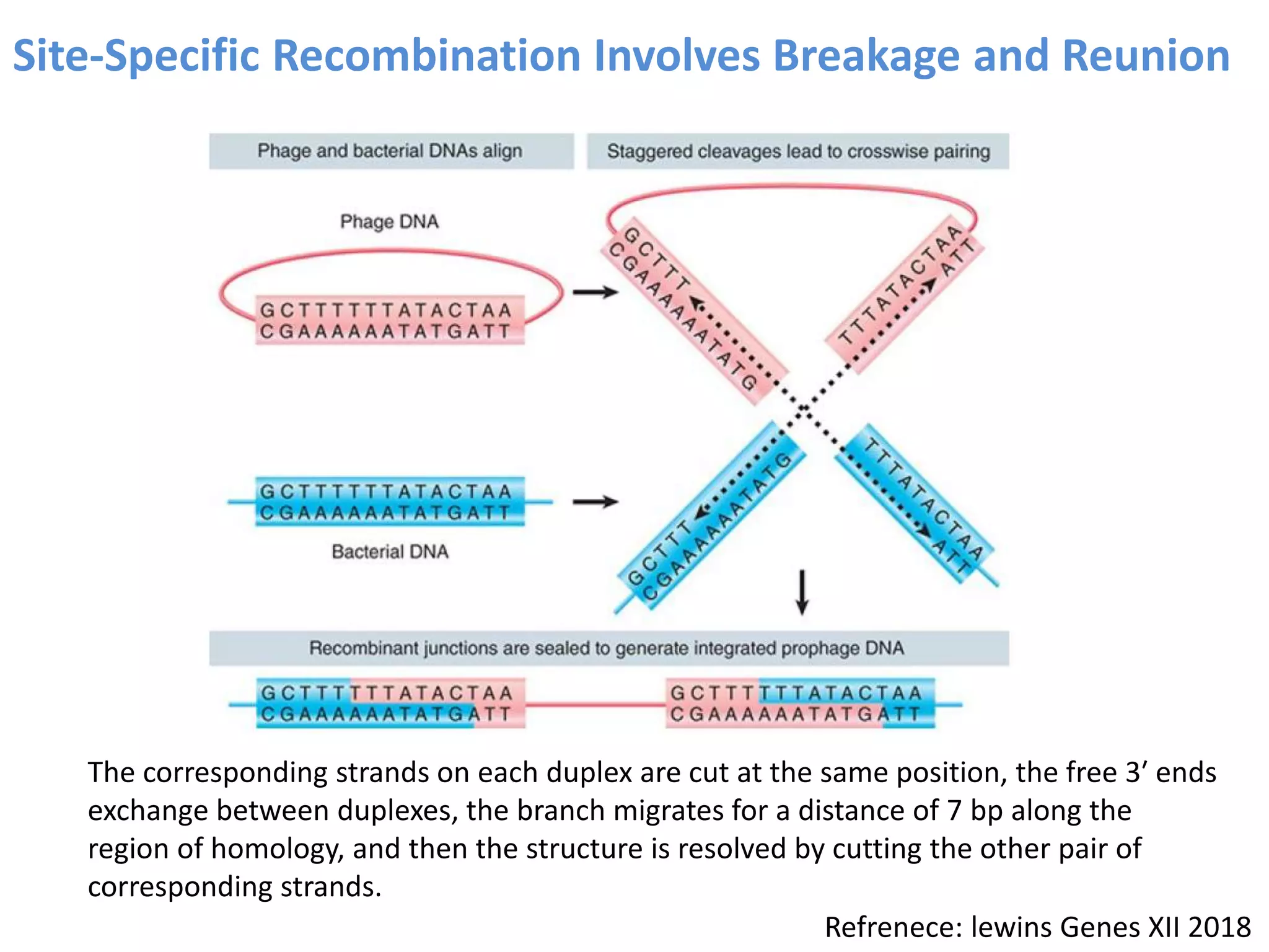 Homologous recombination | PPTX