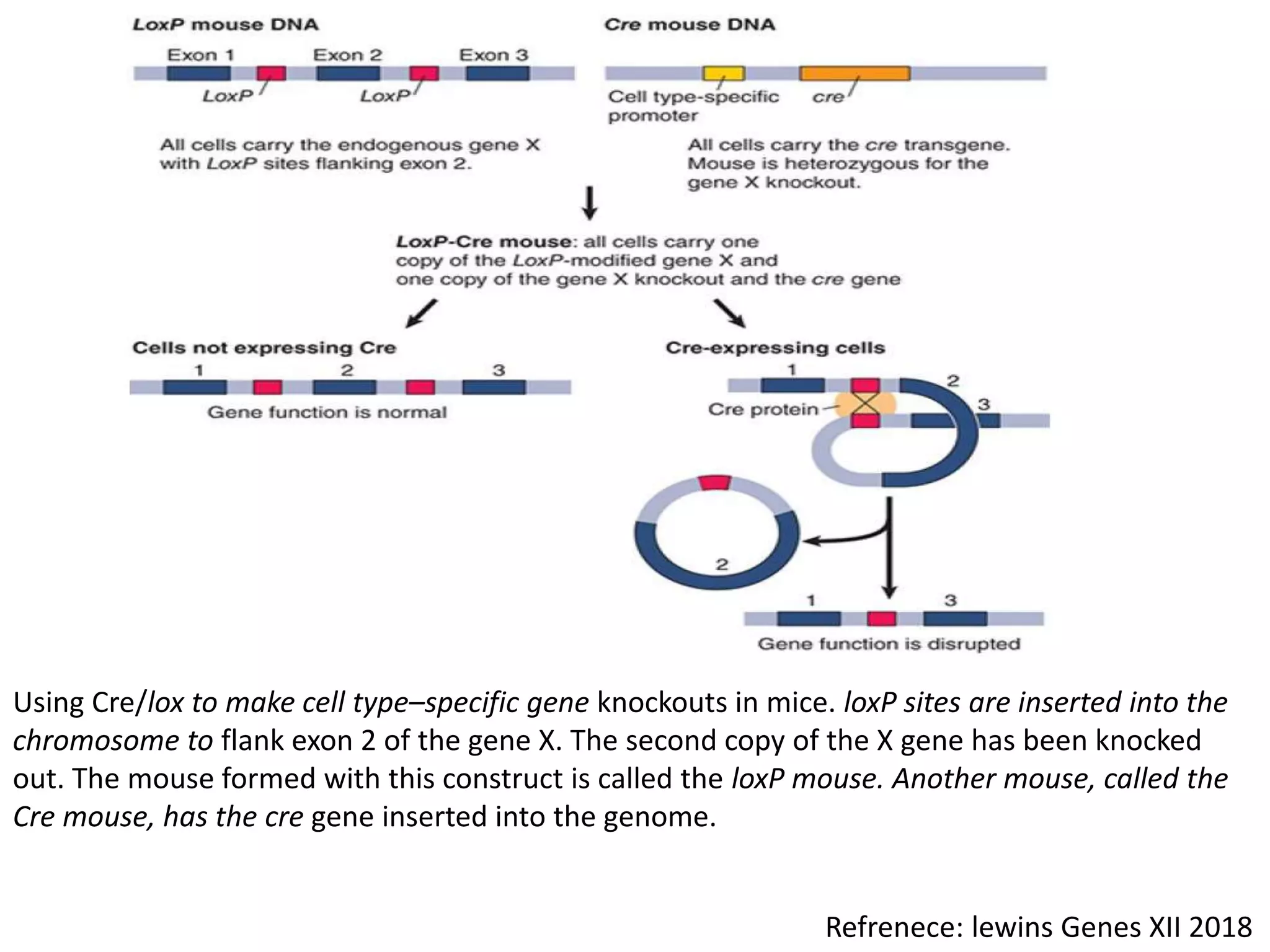 Homologous recombination | PPTX