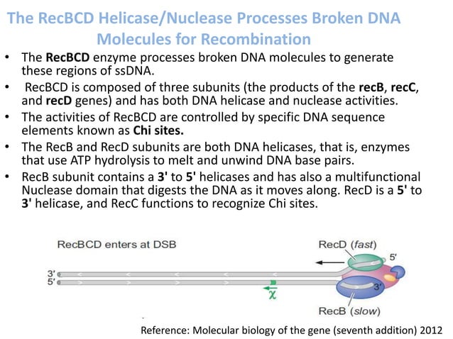 Homologous recombination | PPTX | Chemistry | Science