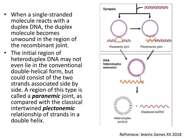 Homologous recombination | PPTX | Chemistry | Science