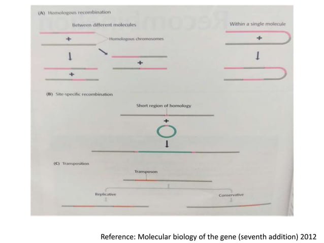 Homologous recombination | PPTX | Chemistry | Science