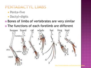 Homologous Structure (Evolution) | PPTX