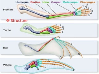Ecology-Homologous structure | PPT