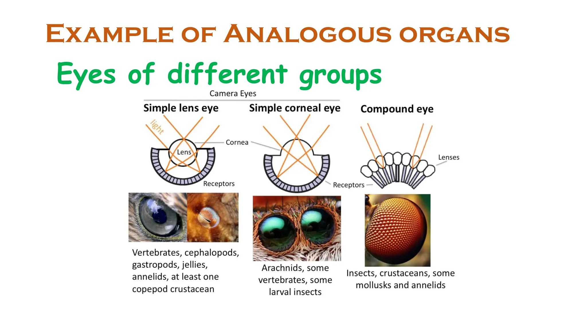 homology analogy pictures.pptx for educational purposes | PPTX