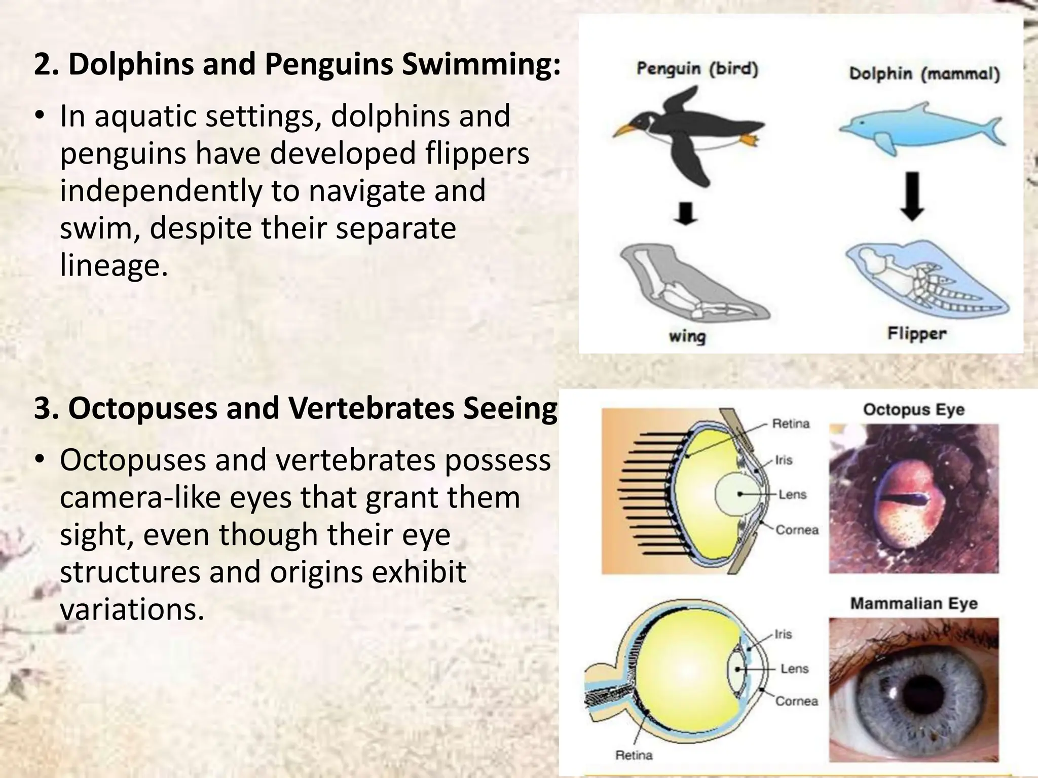 Homologous organs and analogous organs.. | PPTX | Genetics | Science