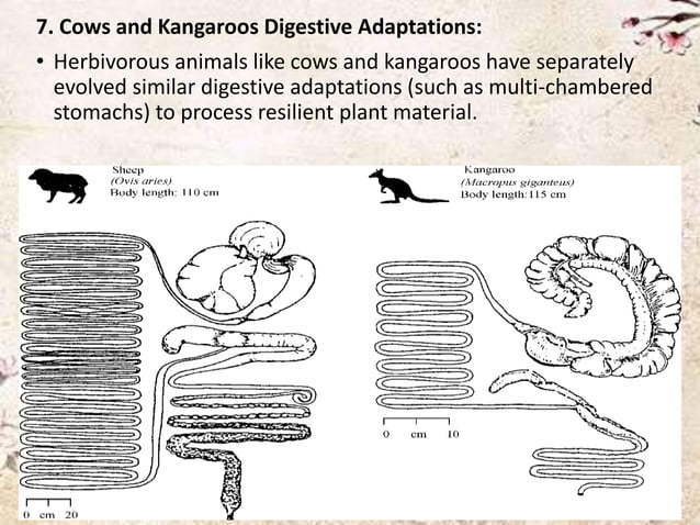 Homologous organs and analogous organs.. | PPTX | Genetics | Science