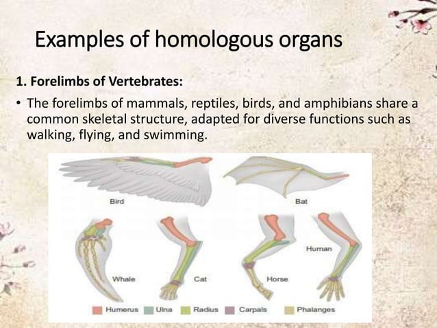 Homologous organs and analogous organs.. | PPTX | Genetics | Science