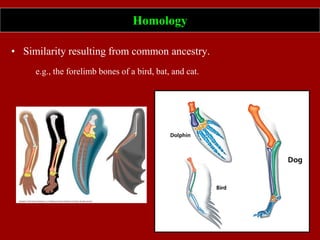 Homology guru | PPT