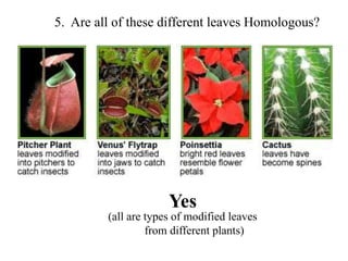 Homology Plant