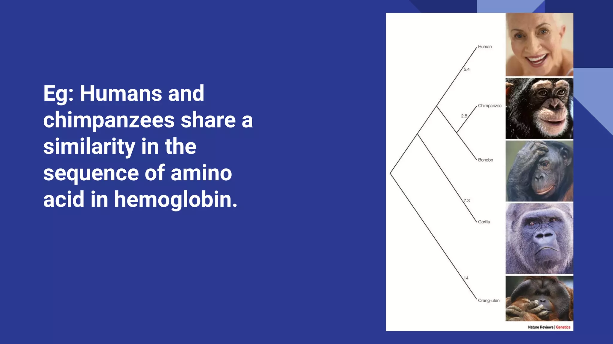 Phylogenetic relationships- Homology; Homologous sequences of proteins ...