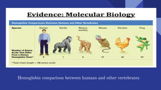 Phylogenetic relationships- Homology; Homologous sequences of proteins ...