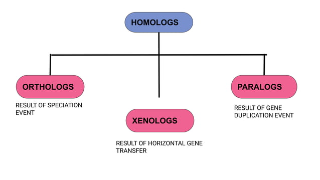 Phylogenetic relationships- Homology; Homologous sequences of proteins ...