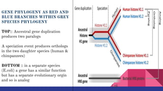 Phylogenetic relationships- Homology; Homologous sequences of proteins ...