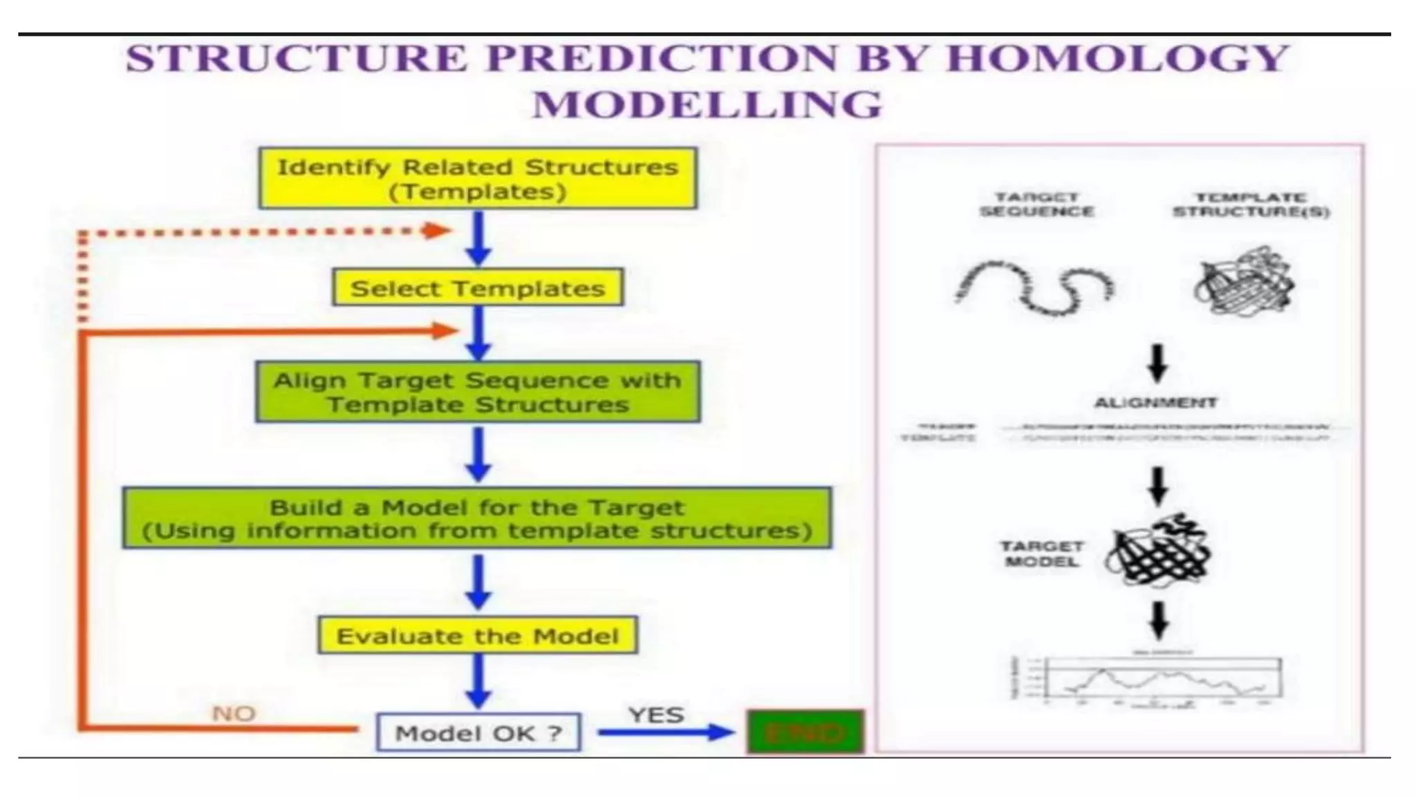 HOMOLOGY MODELLING.pptx