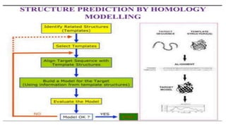 HOMOLOGY MODELLING.pptx