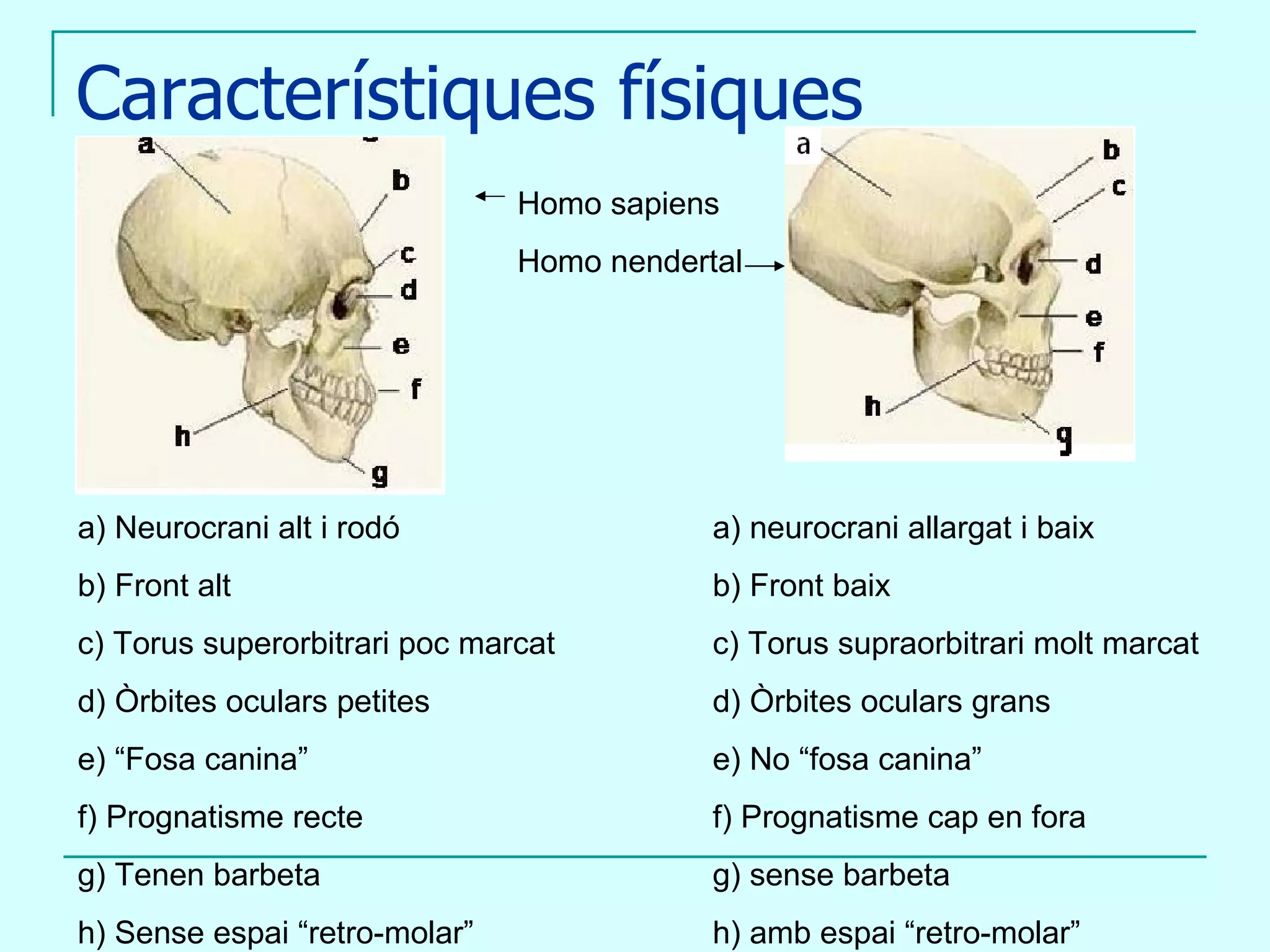 Homo neanderthalensis (A) | PPT