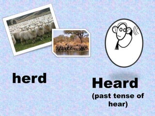 Homophones Macu | PPTX