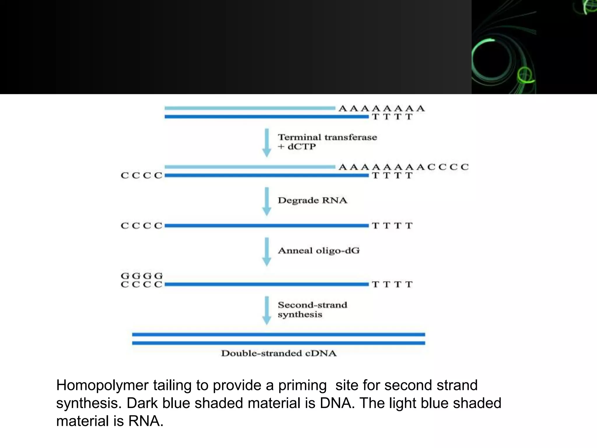 HOMOPOLYMER TAILING.pptx
