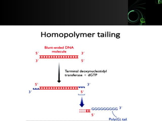 HOMOPOLYMER TAILING.pptx