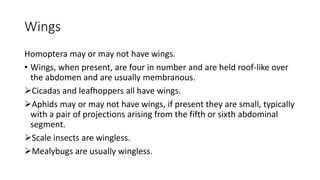 Homoptera, Orders Of Insects. | PPTX
