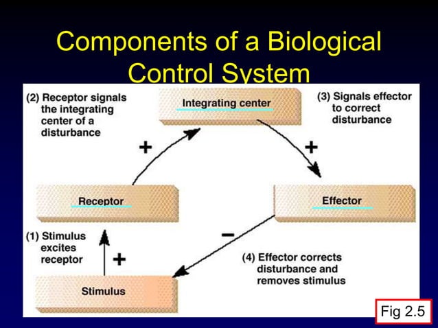 homeostasis and changes happening in body and feedback. | PPT