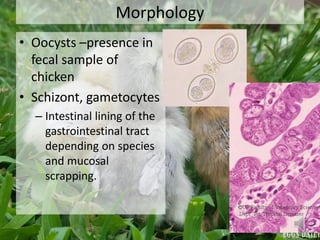 Homoxenous coccidia poultry video | PPT