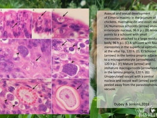 Homoxenous coccidia poultry video | PPT